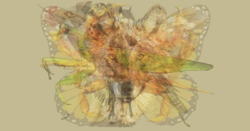Optical Illusion: The First Animal You See Reveals A Lot About You