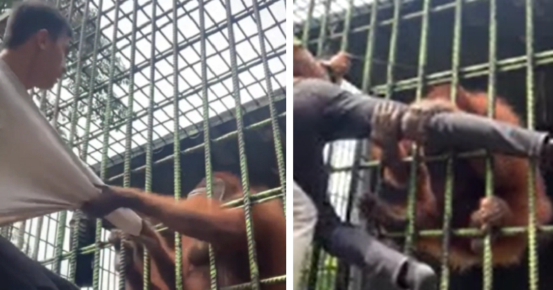 Man Gets Attacked By Orangutan In A Zoo