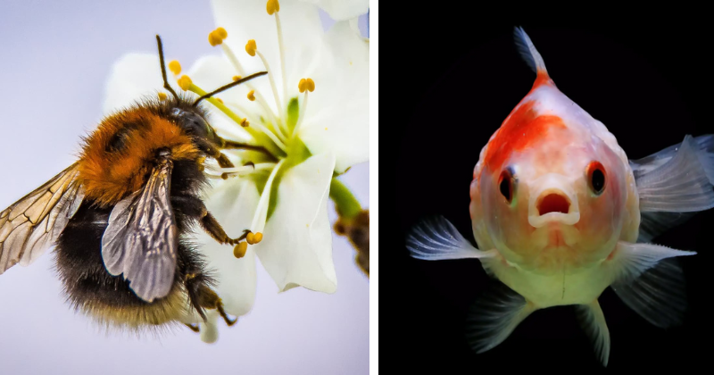 Bees Classified As Fish In The US