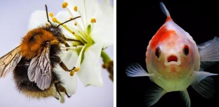 Bees Classified As Fish In The US