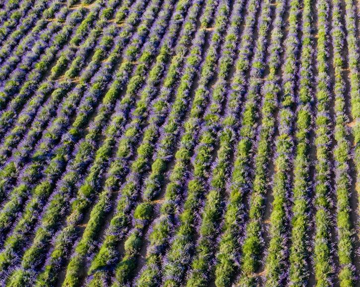 Explained: Purple Revolution And How Is It Benefiting The Farmers Of ...