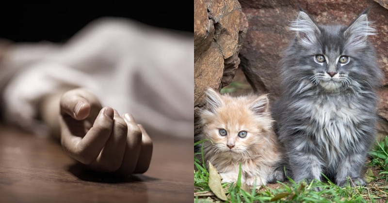 20 Maine Coon Cats Eat Their Master's Dead Body Lying At Home For Two Weeks