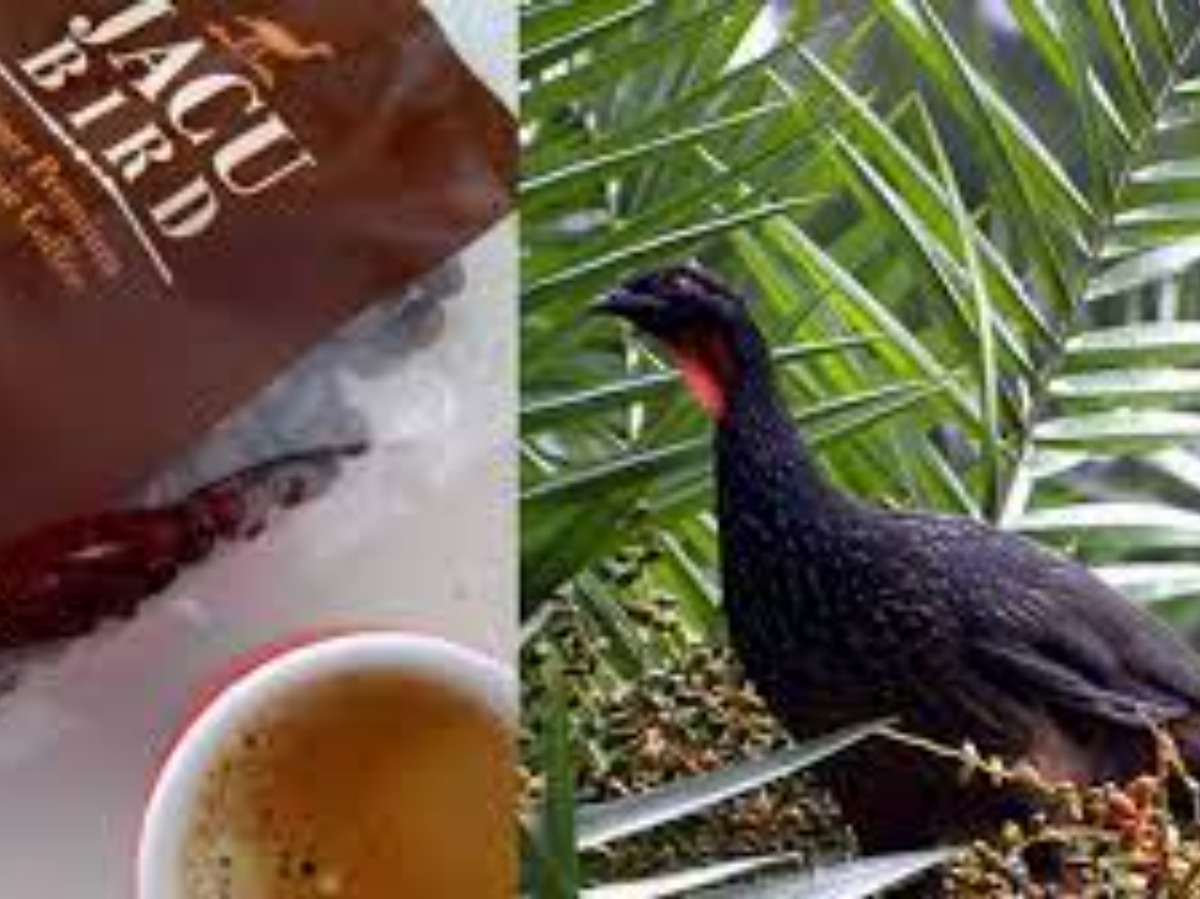 Jacu Bird Coffee: चिड़िया के मल से बनाई जाने वाली दुनिया की सबसे महंगी ...