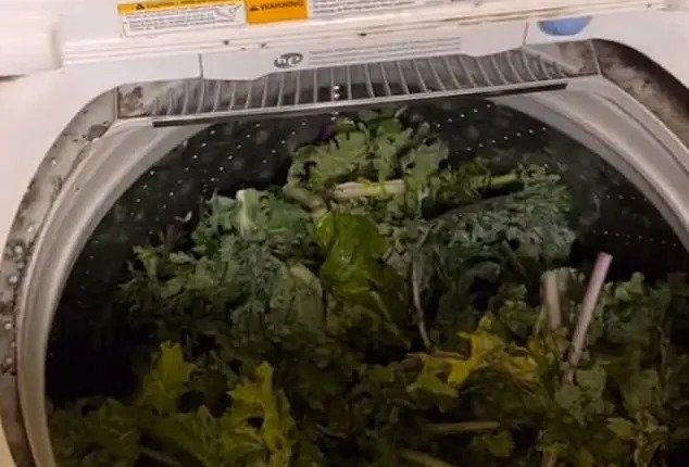 Woman Says She Cleans Vegetables In Her Washing Machine