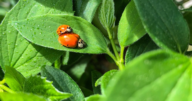 Explained: How Climate Change Is Killing Insects And Impacting The Food ...