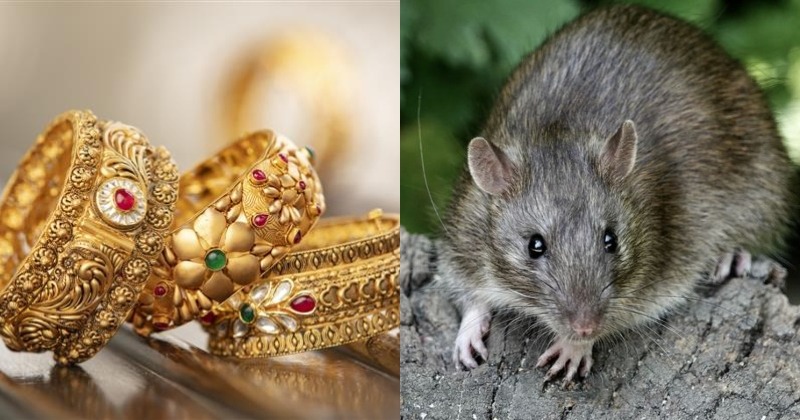 Gold Worth Rs 5 Lakh Recovered From Rats In Gutter In Mumbai