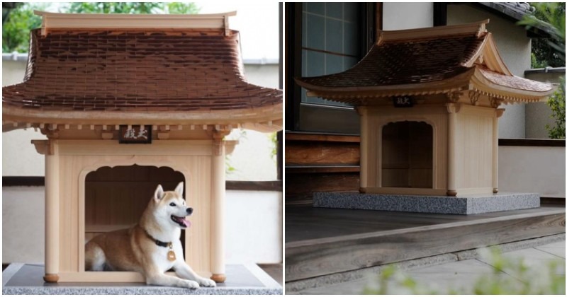 ये है दुनिया का सबसे महंगा 'Dog House', कीमत इतनी की इंसान दिल्ली में ...