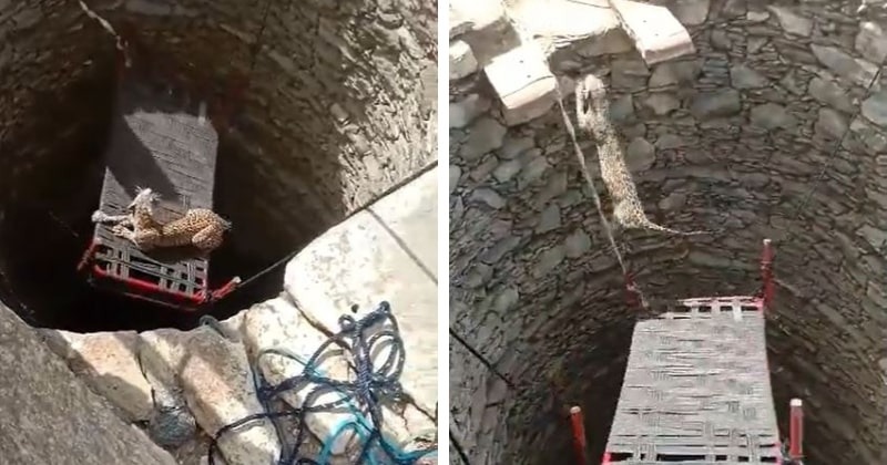 Leopard Rescued From Open Well