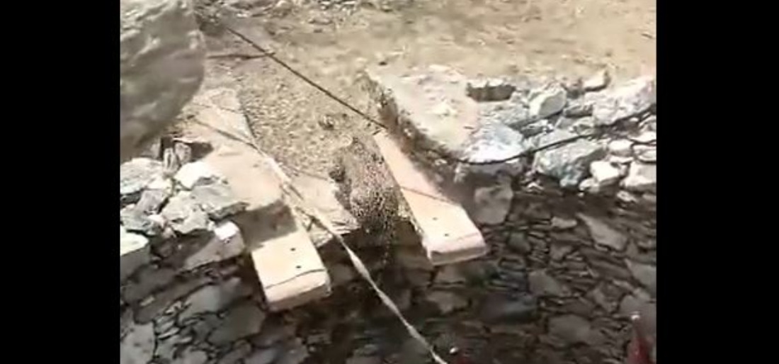 Leopard Rescued From Open Well