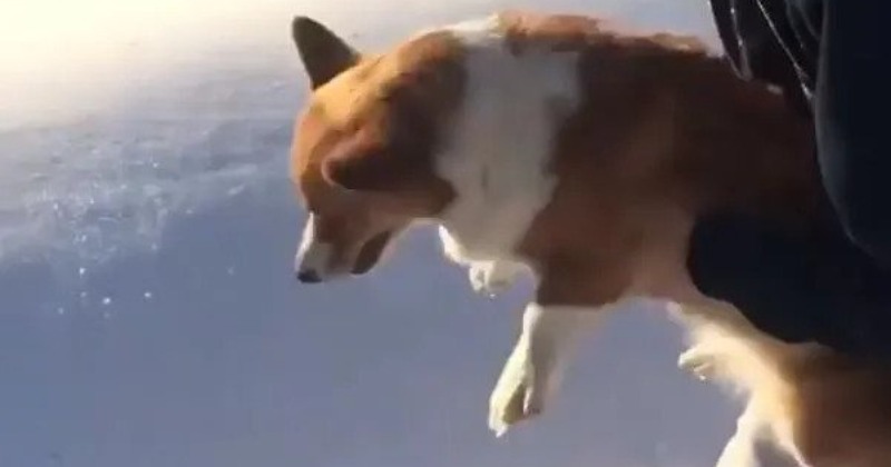Optical Illusion: Dog Being Thrown Out Of Plane