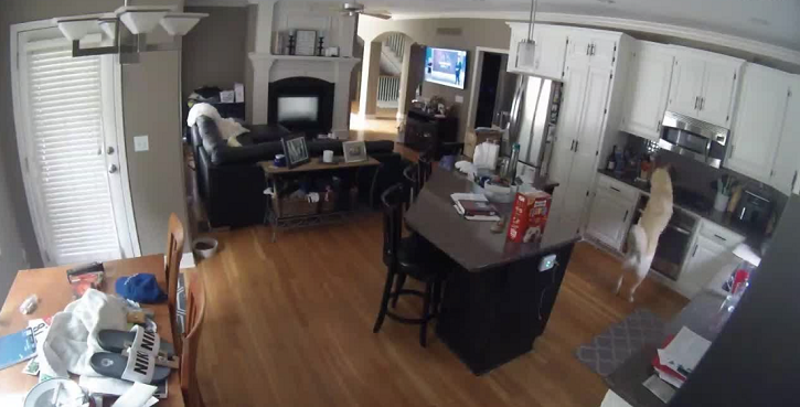 Pet Dog Accidentally Starts A Fire At Home