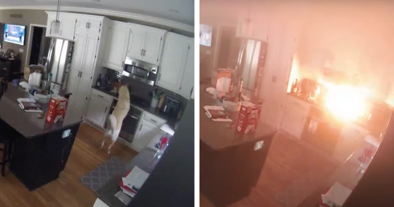 Pet Dog Accidentally Starts A Fire At Home