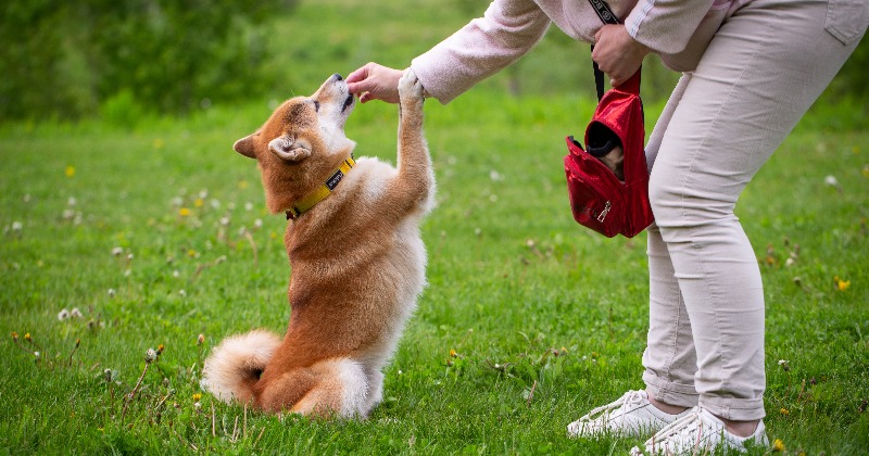 How Did Dogs Become So Friendly With Humans? The Answer Lies In 2 Gene ...
