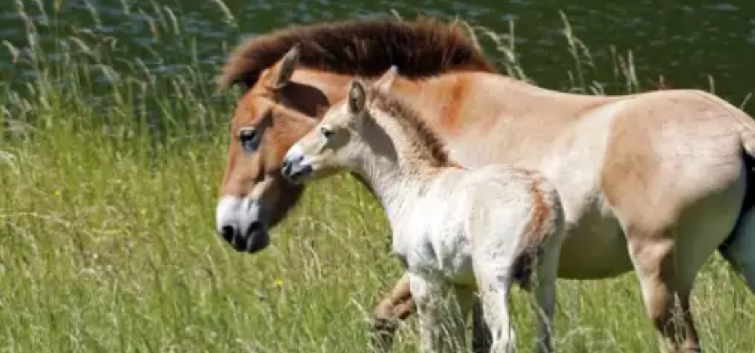 Zoo Celebrates Birth Of Rare Przewalski's Horse Which Had Gone Extinct