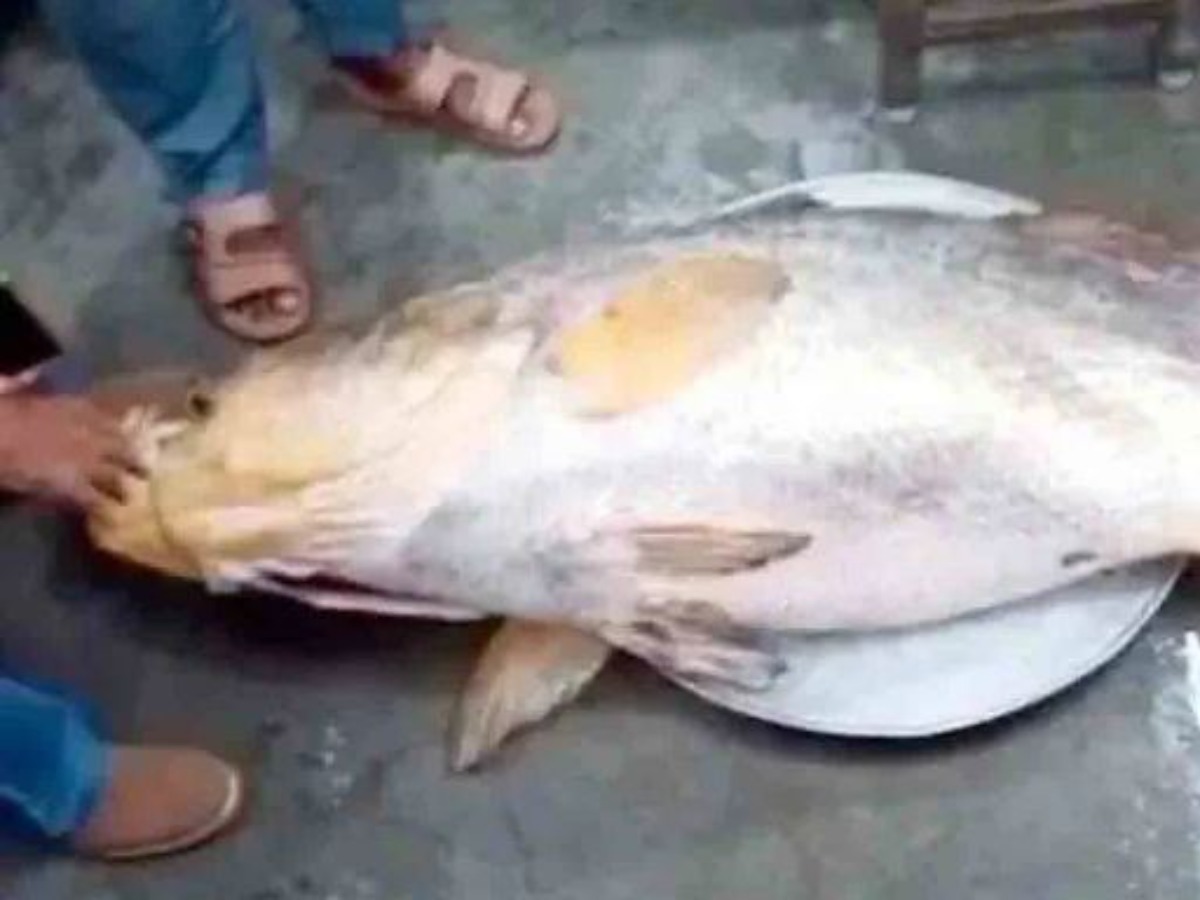 55 Kg Telia Bhola Fish Sold For Rs 13 Lakh