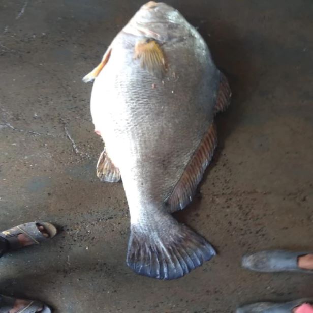 55 Kg Telia Bhola Fish Sold For Rs 13 Lakh