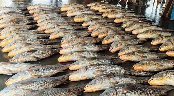 55 Kg Telia Bhola Fish Sold For Rs 13 Lakh