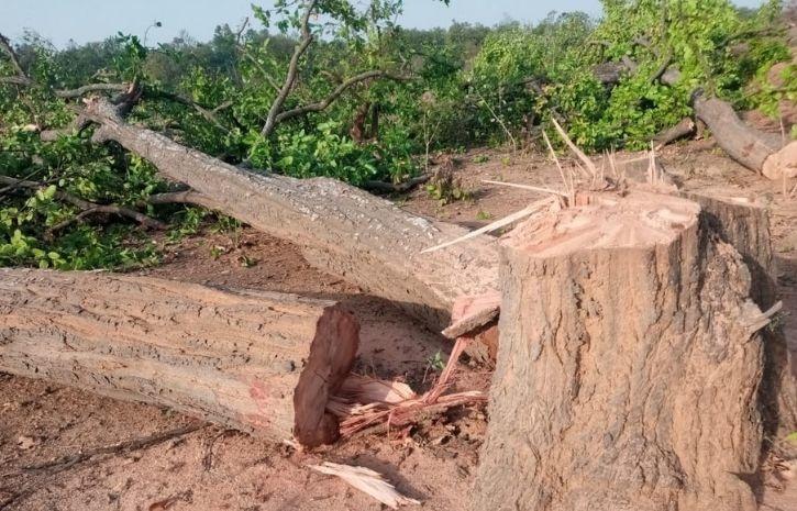 Explained: What Is The Hasdeo Arand Protest All About