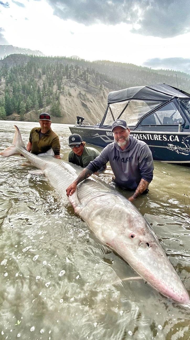 100-year-old Giant White Sturgeon Found In Canada