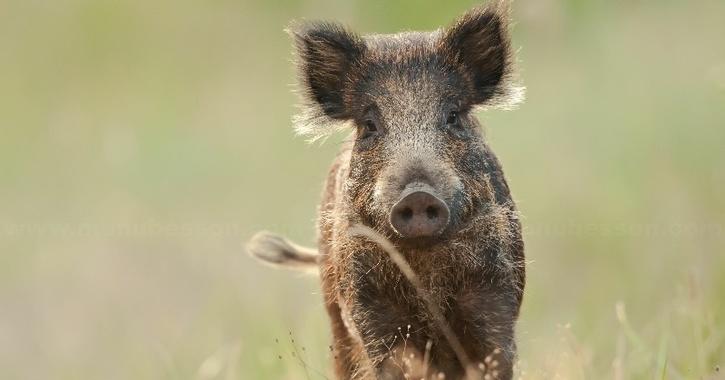 Anthrax Outbreak In Kerala’s Athirappilly Forest: All You Need To Know ...