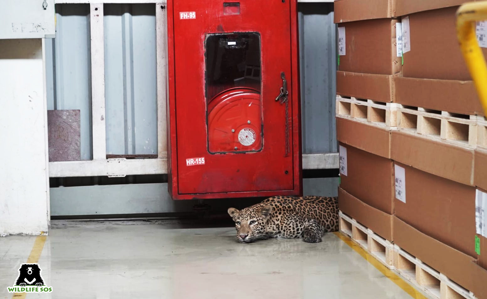 Stray Leopard That Brought Mercedes-Benz Plant In Maharashtra To A Halt ...