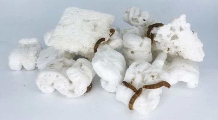 Biodegradable Styrofoam Is Made From Plastic-Eating Mealworms: Here's How