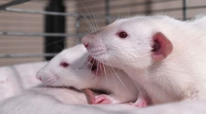 Scientists Reverse Aging In Mice Using Cell Rejuvenation Technique ...