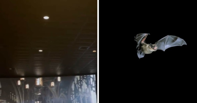 The Batman Screening Interrupted By Real Bat