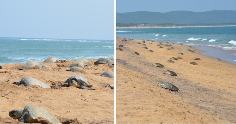 Endangered Olive Ridley Turtles Arrive At Odisha Coast For Mass Nestling