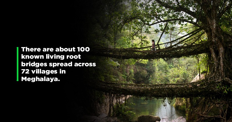 Proud Moment! Meghalaya's Root Bridges In UNESCO's Tentative List Of ...