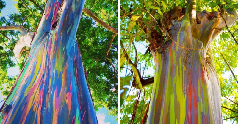 There Is A Rainbow-coloured Tree Called 'Rainbow Eucalyptus'