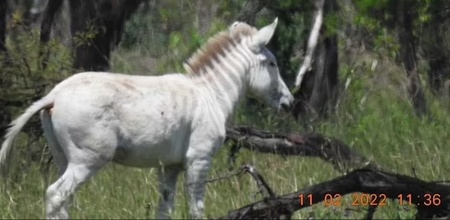 Rare Albino Zebra With No Black Markings Spotted In Tanzania