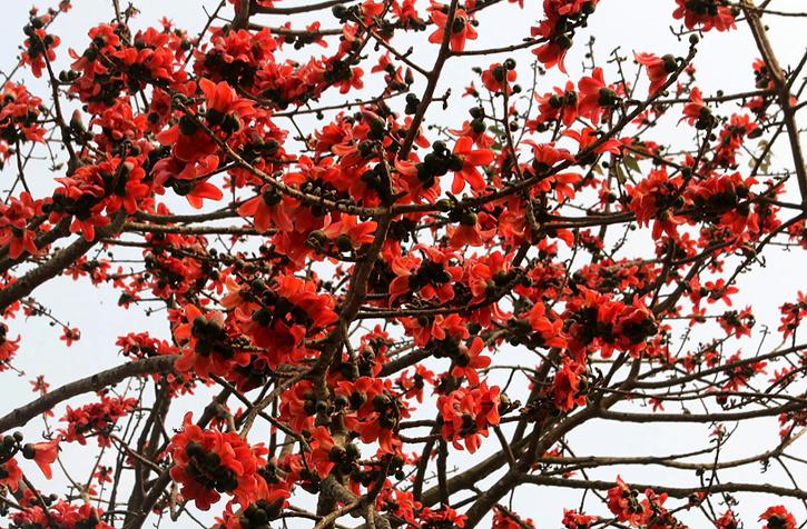 Semal Trees, A Poetry In The Brief Spring Of Delhi