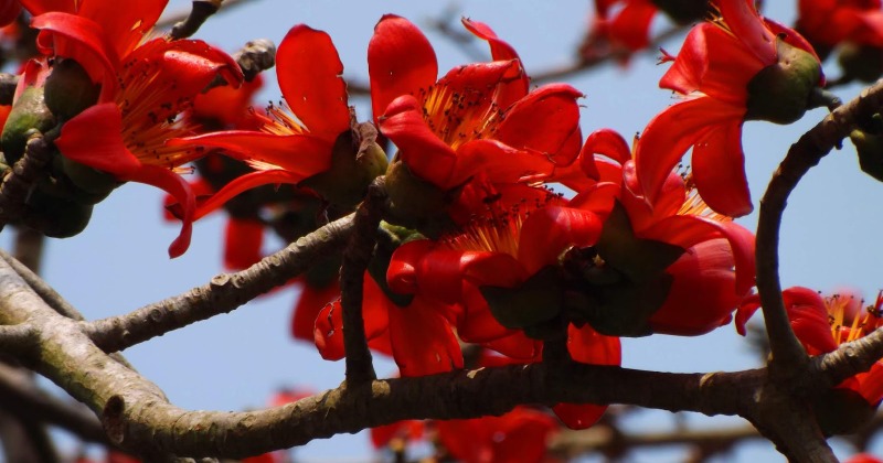 Semal Trees, A Poetry In The Brief Spring Of Delhi