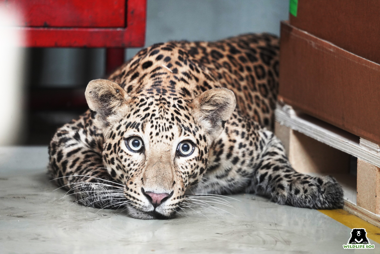 Stray Leopard That Brought Mercedes-Benz Plant In Maharashtra To A Halt ...