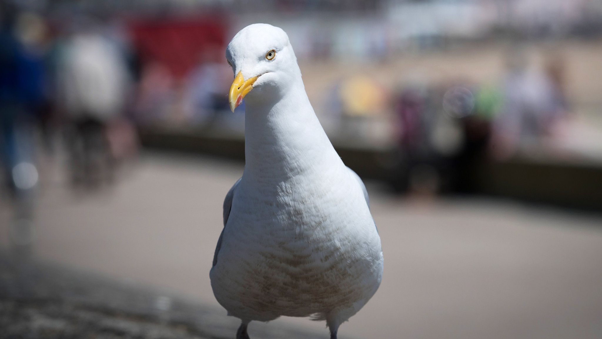 Man Jailed For Using Seagull As A Weapon To Hit A Stranger