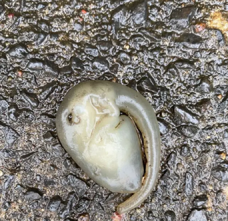 'Alien-like' Creature Found In Australia