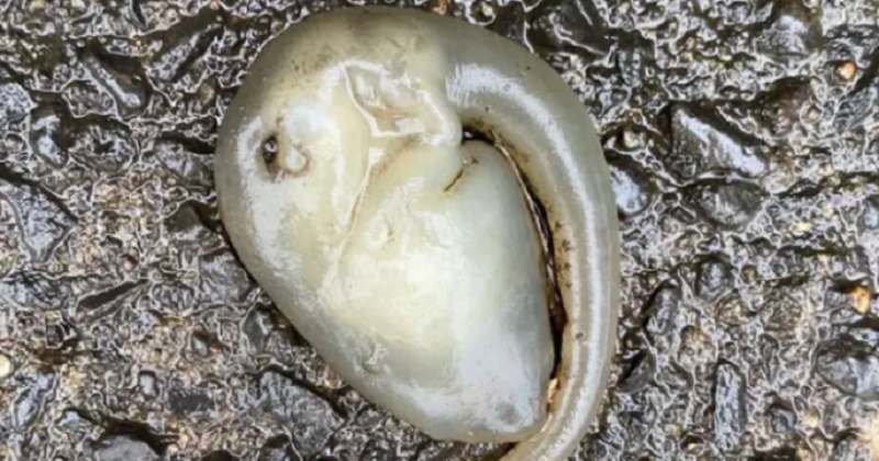 'Alien-like' Creature Found In Australia