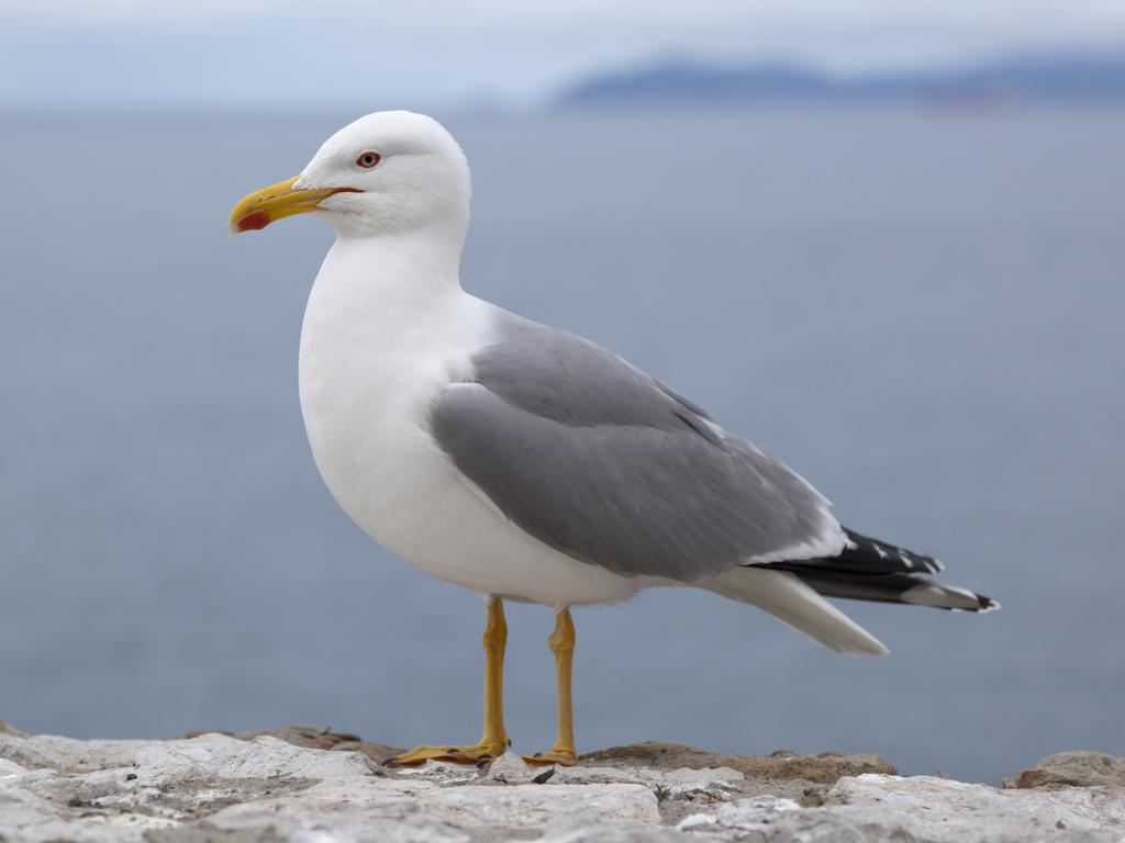 Seagulls Visit Specific Shops As They Remember Best Fish & Chips ...