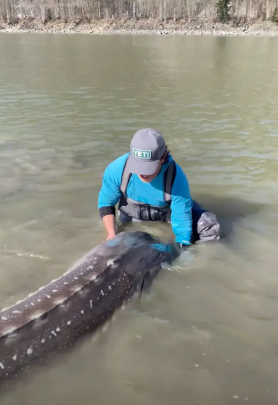 Fisherman Captures Magnificent 10 And 1/2 Foot Long 'Living Dinosaur'