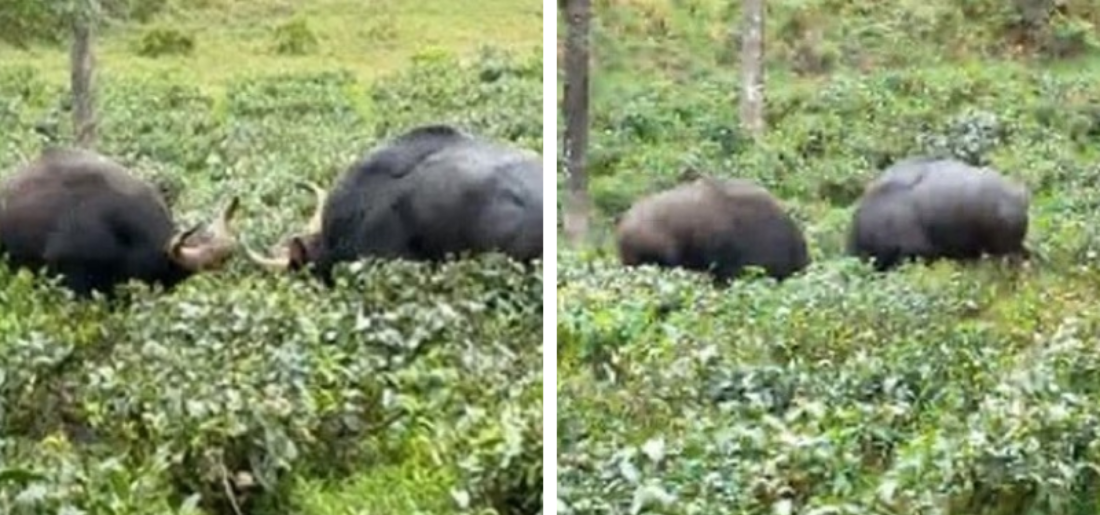 Bison Fight Over Territory