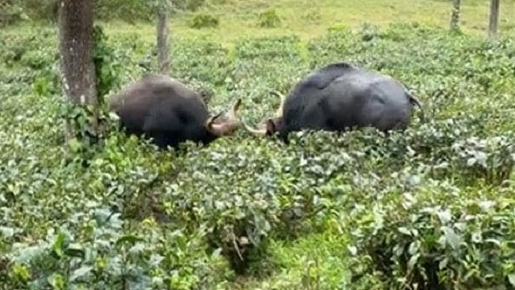 Bison Fight Over Territory