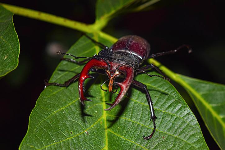 Stag Beetle: World's Most Expensive Insect That Can Make You A ...