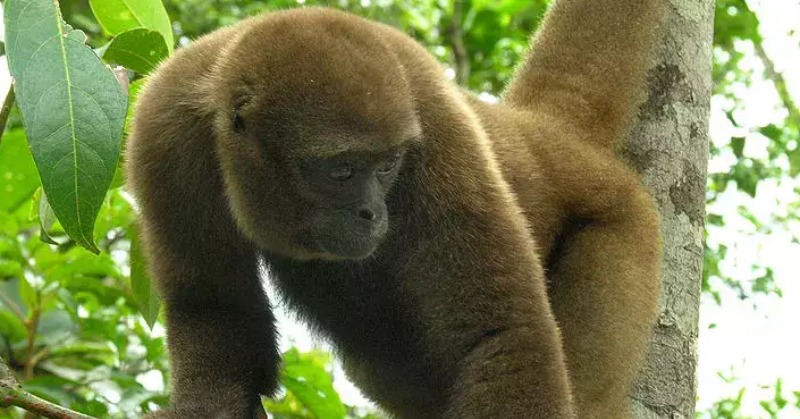 Ecuador First Country Rights To Wild Animals