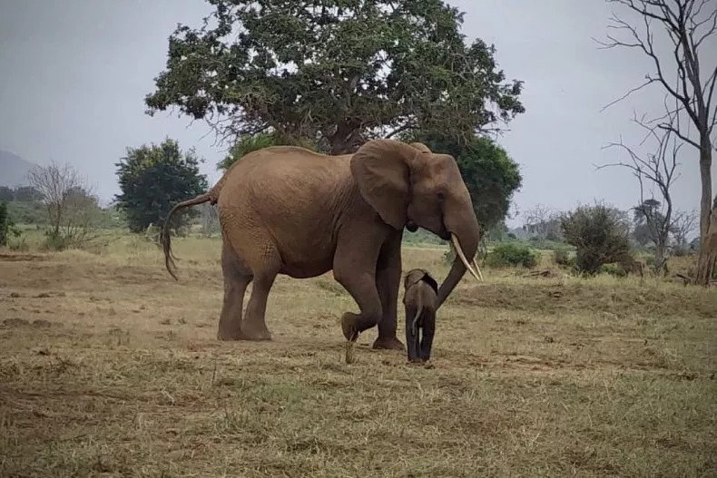 Elephant Mom Thanks Rescuers For Saving Her Trapped Baby From Well