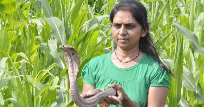 Snake Friend – India’s First Woman Snake Rescuer Awarded