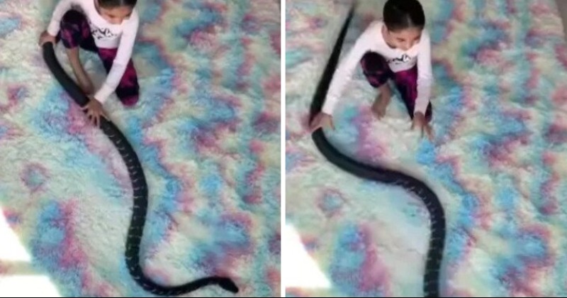 Little Girl Plays With Huge Python In Viral Video