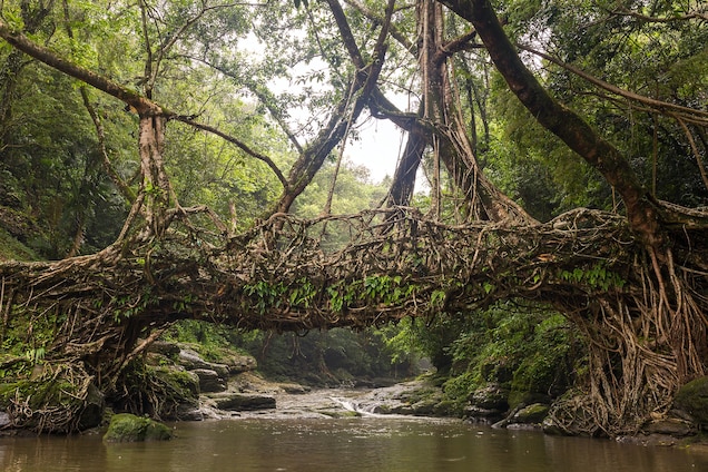Proud Moment! Meghalaya's Root Bridges In UNESCO's Tentative List Of ...
