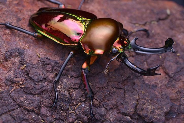 Stag Beetle: World's Most Expensive Insect That Can Make You A ...