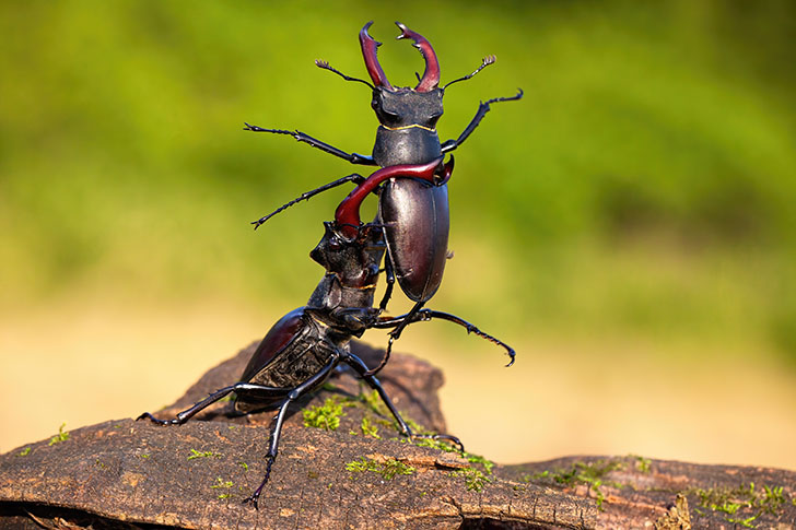 Stag Beetle: World's Most Expensive Insect That Can Make You A ...